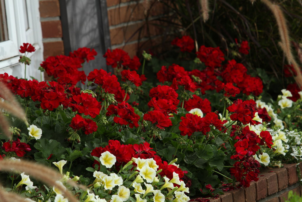 red geranium bedding plants