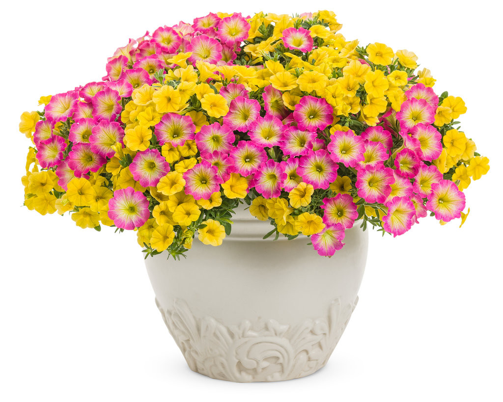 Supertunia® Daybreak Charm Petunia | Plant Addicts