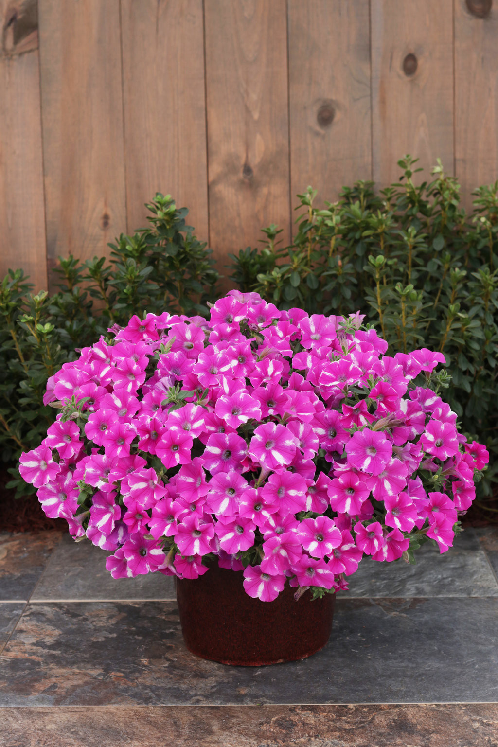 Supertunia® Raspberry Rush Petunia | Plant Addicts