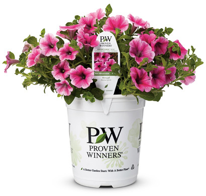 Supertunia® Trailing Strawberry Pink Veined Petunia | Plant Addicts