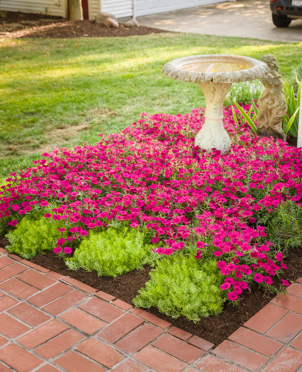 Supertunia Vista® Fuchsia Petunia | Plant Addicts