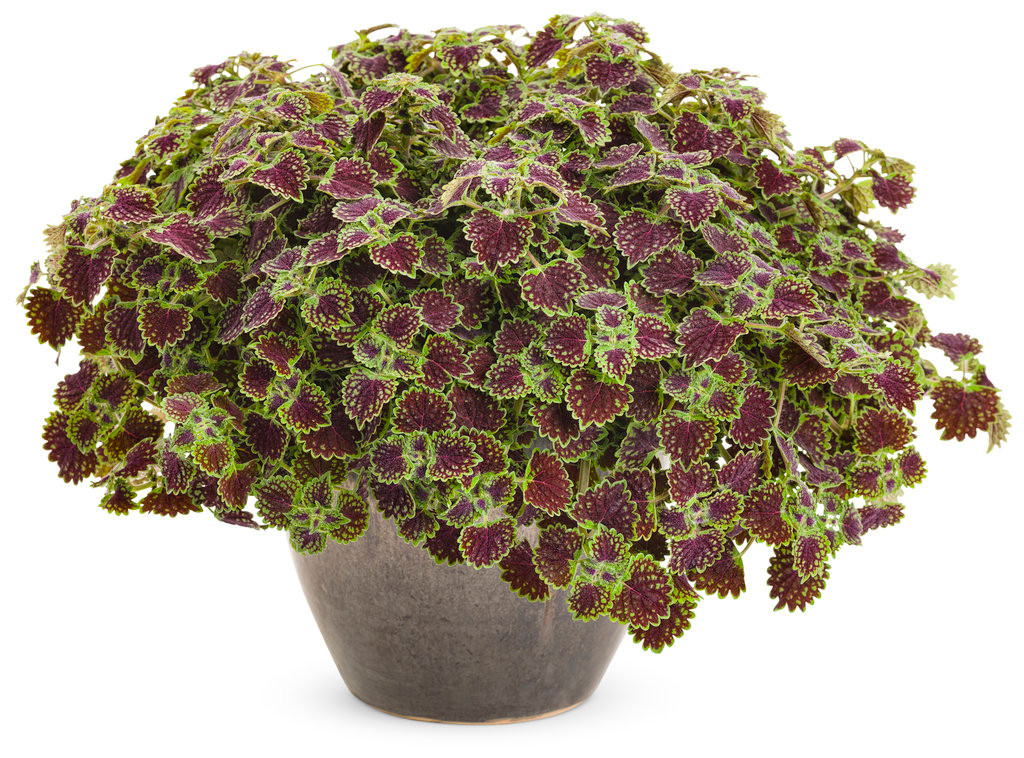 ColorBlaze® Chocolate Drop Coleus | Plant Addicts