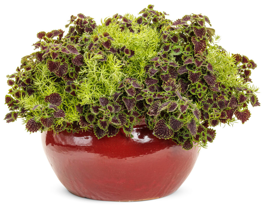 ColorBlaze® Chocolate Drop Coleus | Plant Addicts
