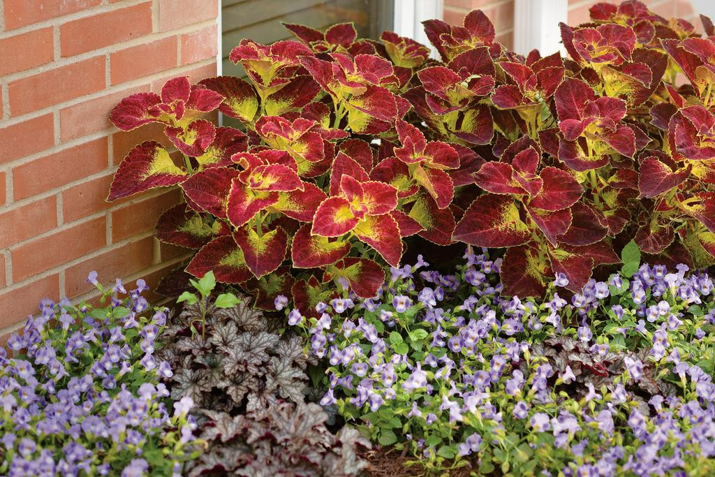 ColorBlaze® Dipt in Wine Coleus | Plant Addicts