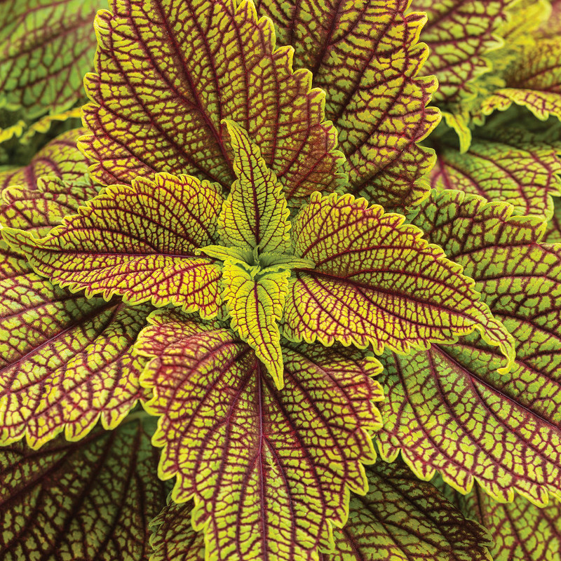 ColorBlaze® Strawberry Drop Coleus | Plant Addicts