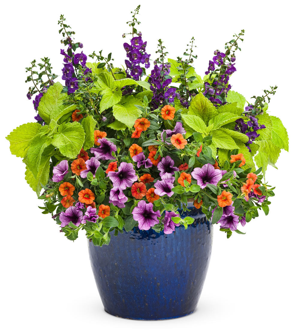 ColorBlaze® Lime Time® Coleus | Plant Addicts