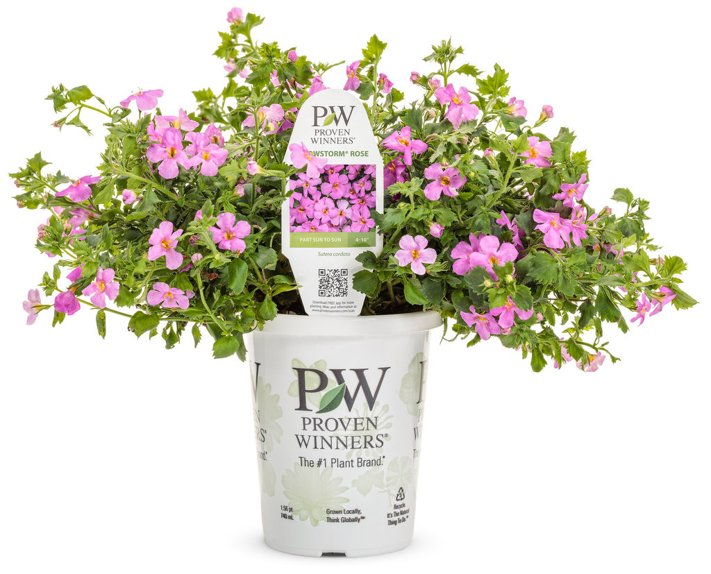Snowstorm® Rose Bacopa | Plant Addicts