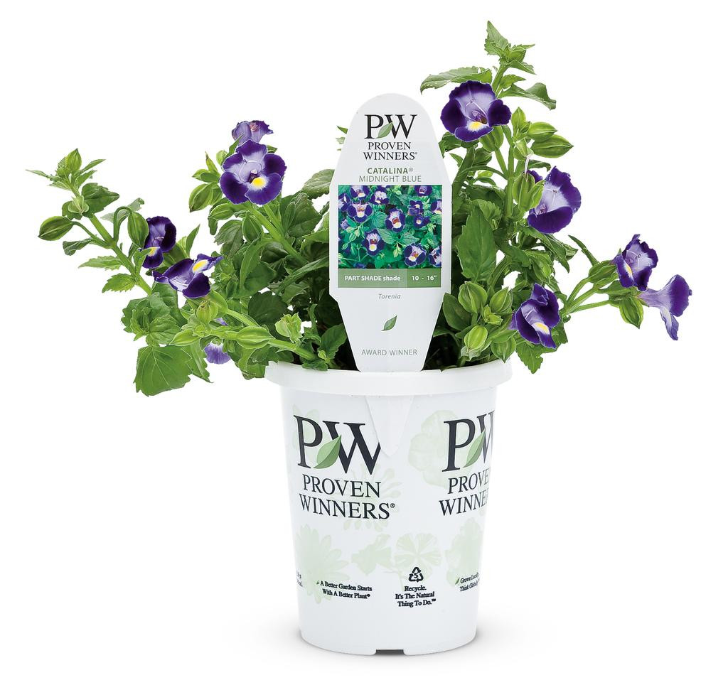 Catalina® Midnight Blue Wishbone Flower | Plant Addicts