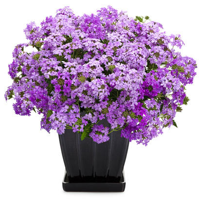 Superbena® Imperial Blue™ Verbena | PlantAddicts.com