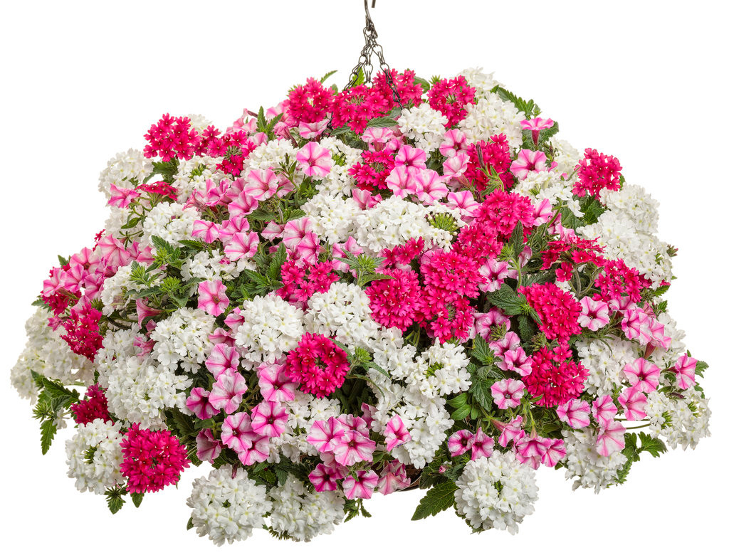 Superbena® Raspberry Verbena | Plant Addicts