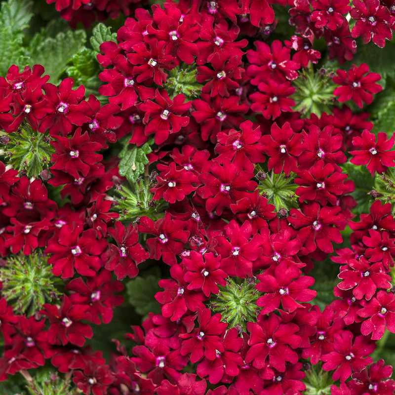 Superbena® Whiteout Verbena | Plant Addicts