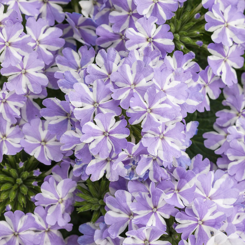 Superbena® Whiteout Verbena | Plant Addicts