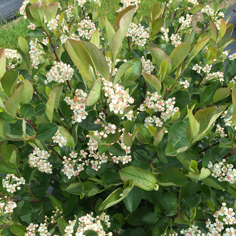 Low Scape Snowfire™ Aronia | Plant Addicts