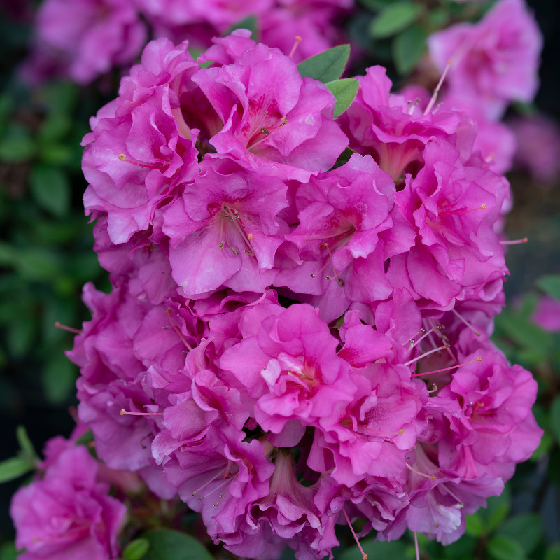 Perfecto Mundo® Red Azalea | Plant Addicts