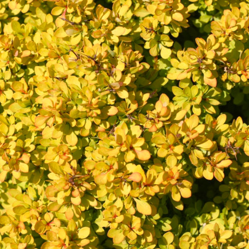 Sunjoy Mini Maroon® Barberry | Plant Addicts