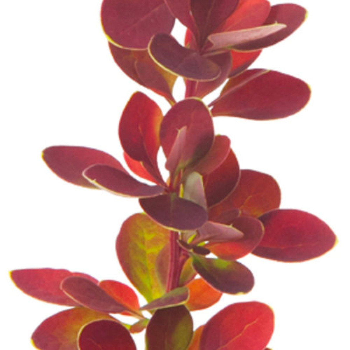 Sunjoy® Tangelo Barberry | Plant Addicts