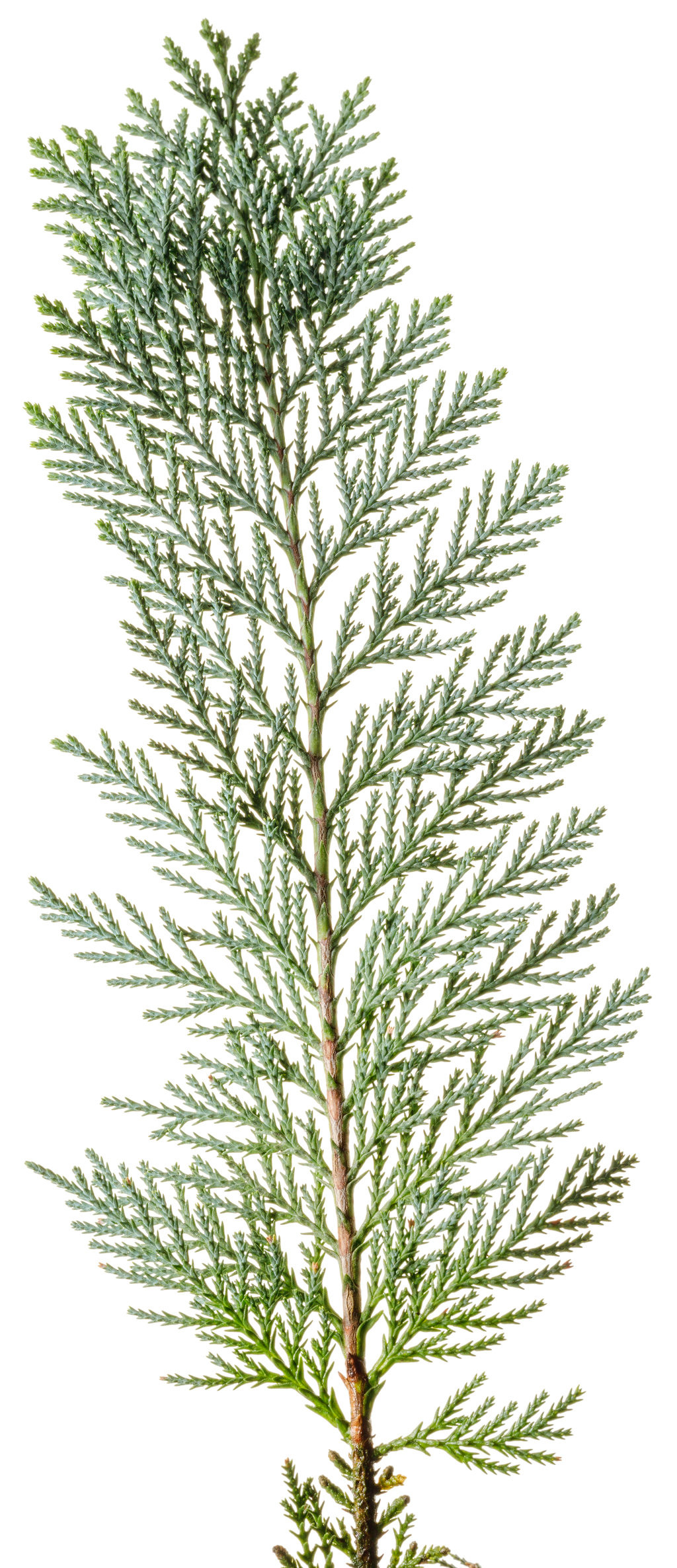 Pinpoint® Blue False Cypress | Plant Addicts
