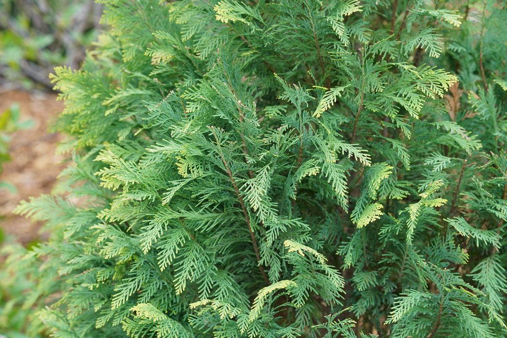 Pinpoint® Blue & Gold False Cypress | Plant Addicts