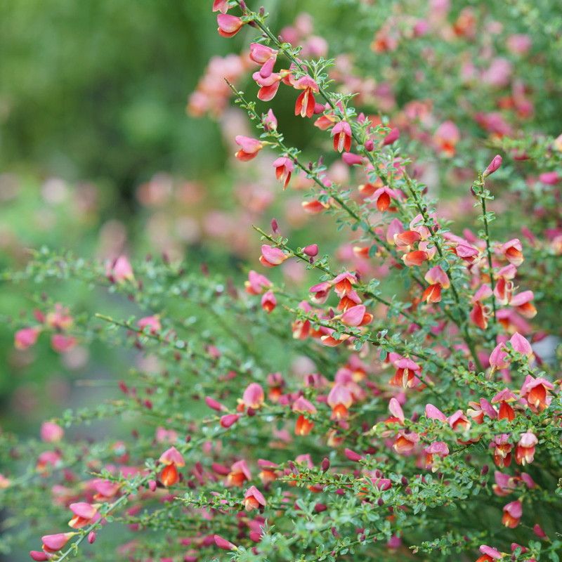 Burkwood Scotch Broom | Plant Addicts