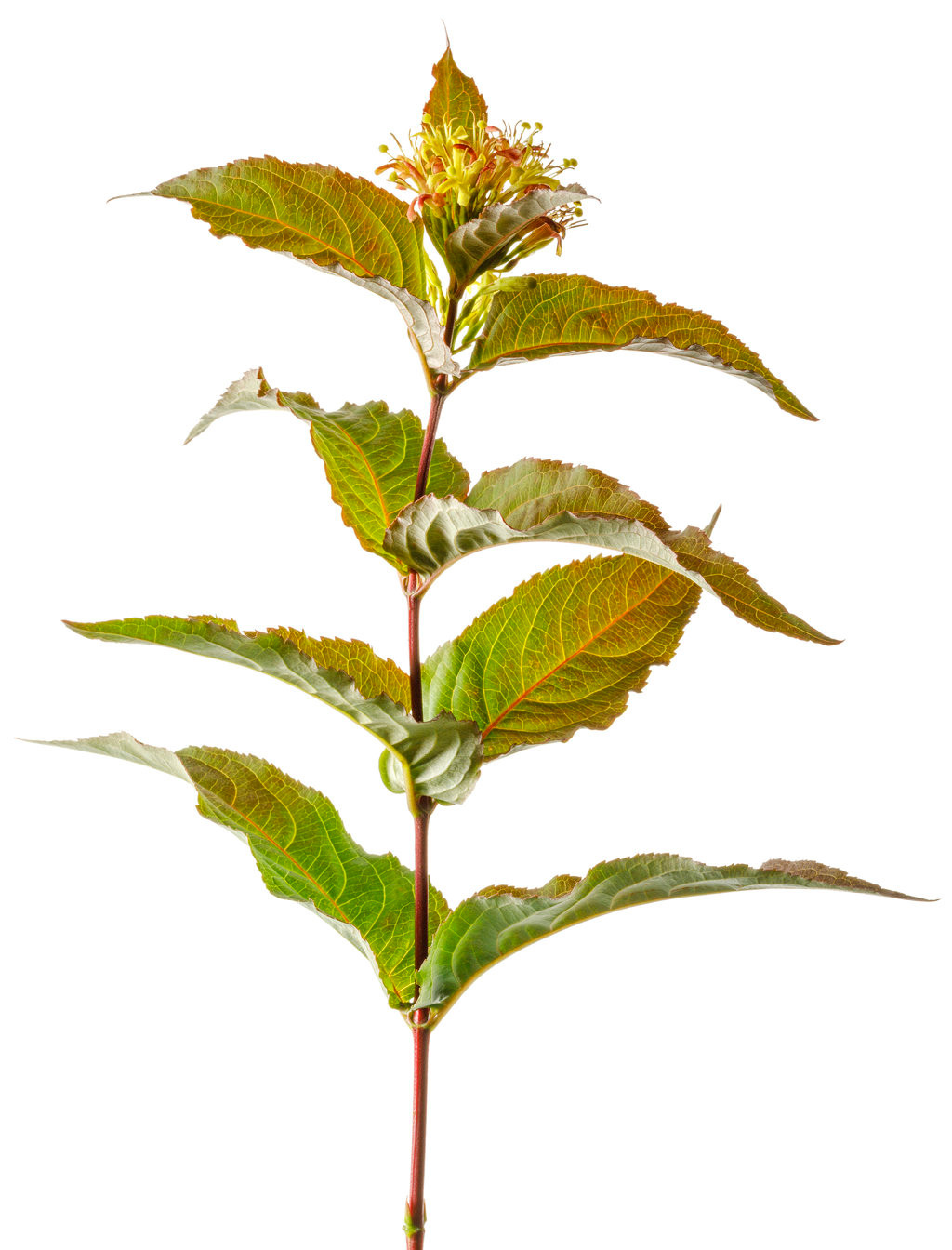 Kodiak® Red Diervilla | Plant Addicts