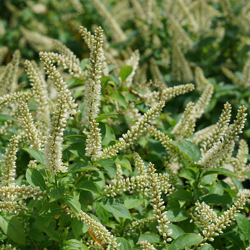 Little Henry® Sweetspire | Plant Addicts