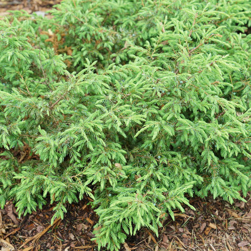Blue Pacific Juniper | PlantAddicts.com