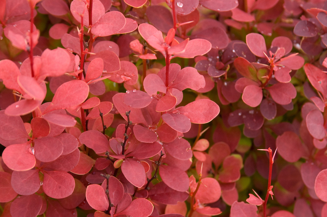 orange berberis