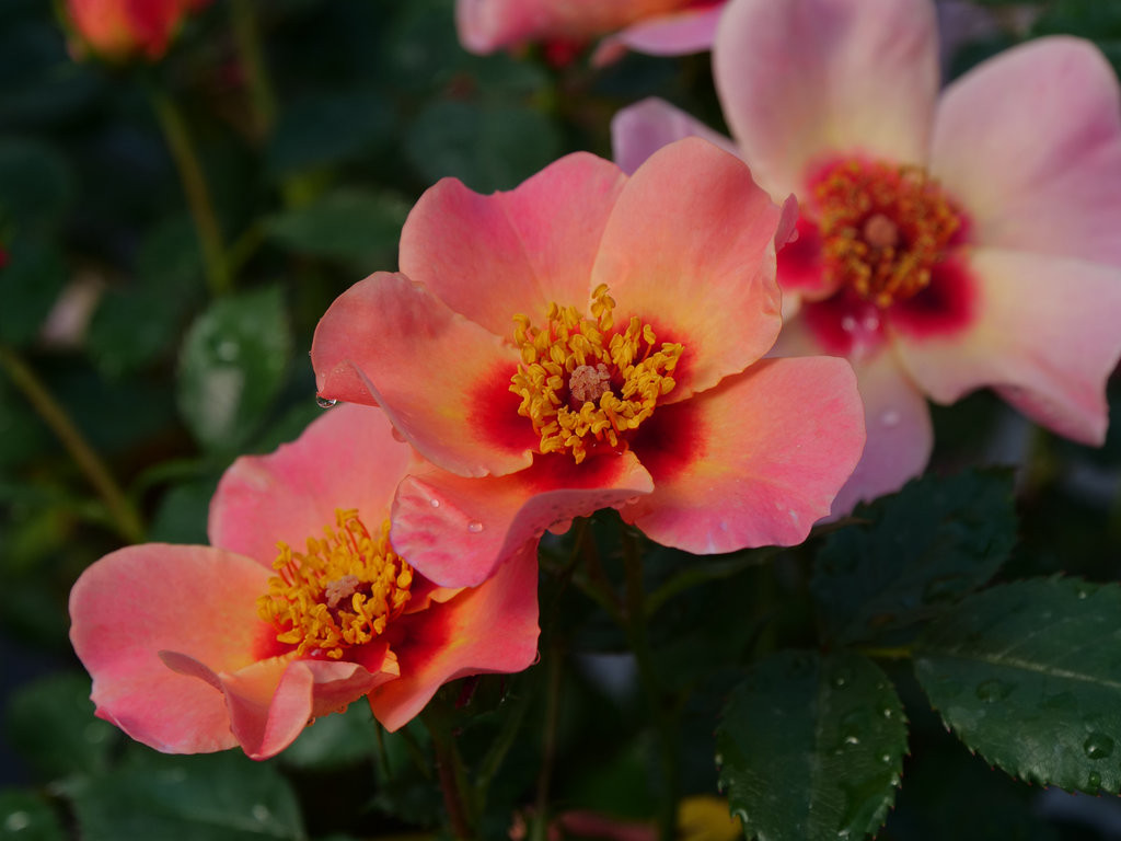 Ringo All-Star Rose | Plant Addicts