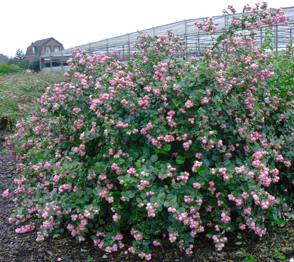 Proud Berry® Coral Berry | Plant Addicts