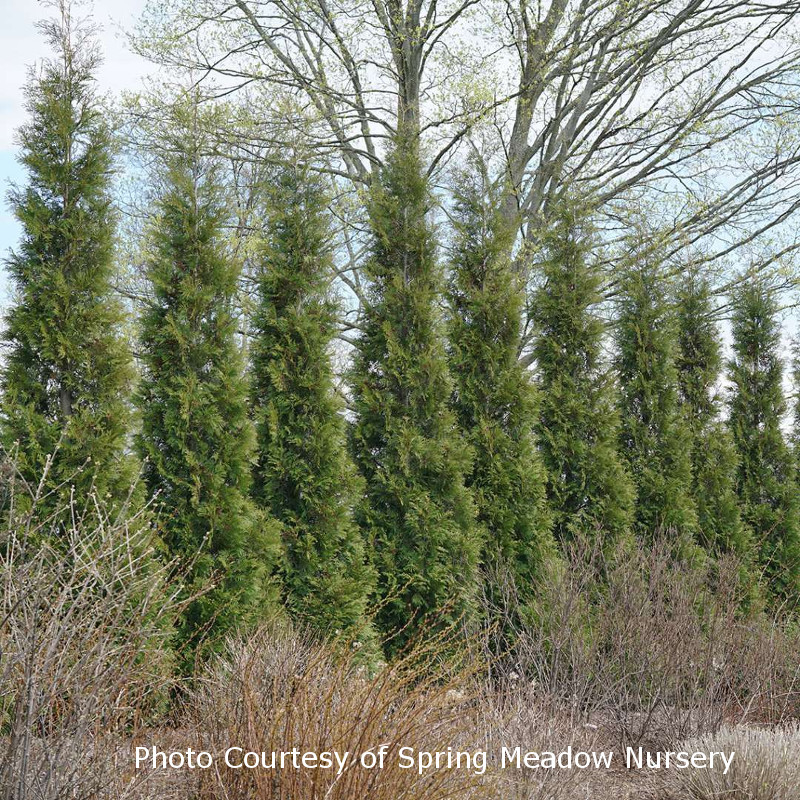 Sting™ Arborvitae | Plant Addicts