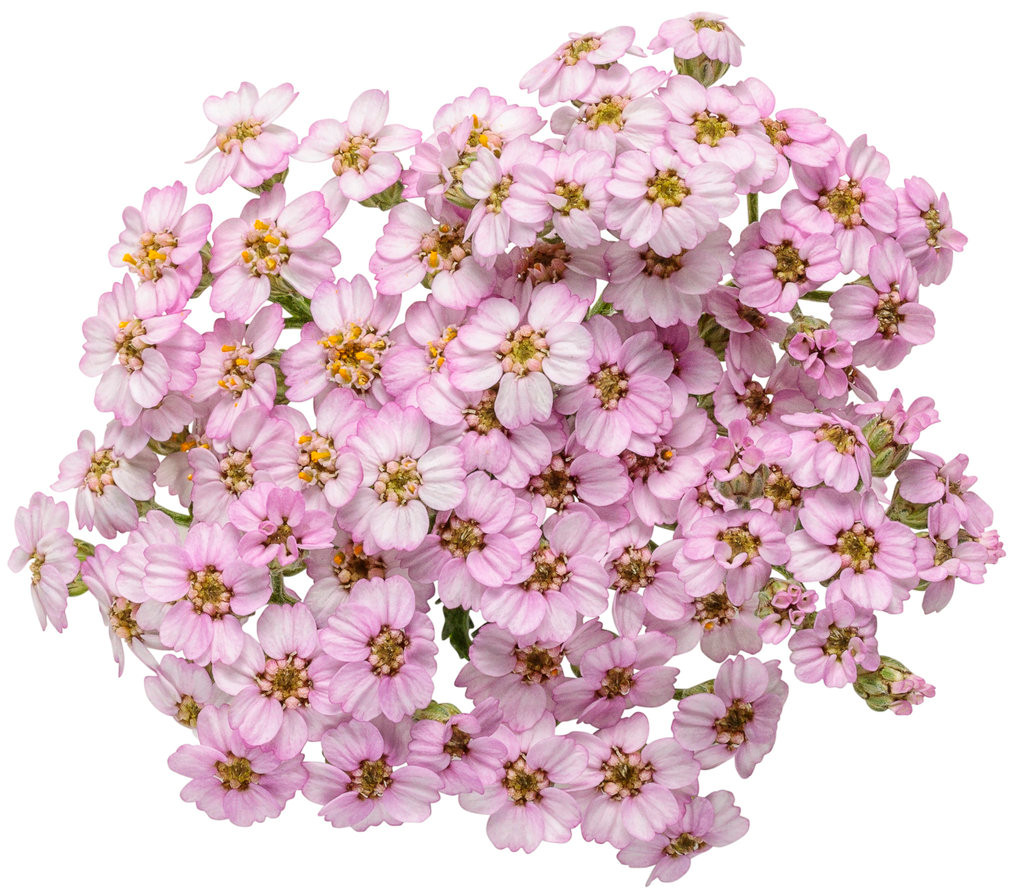 Firefly Amethyst Yarrow | Plant Addicts