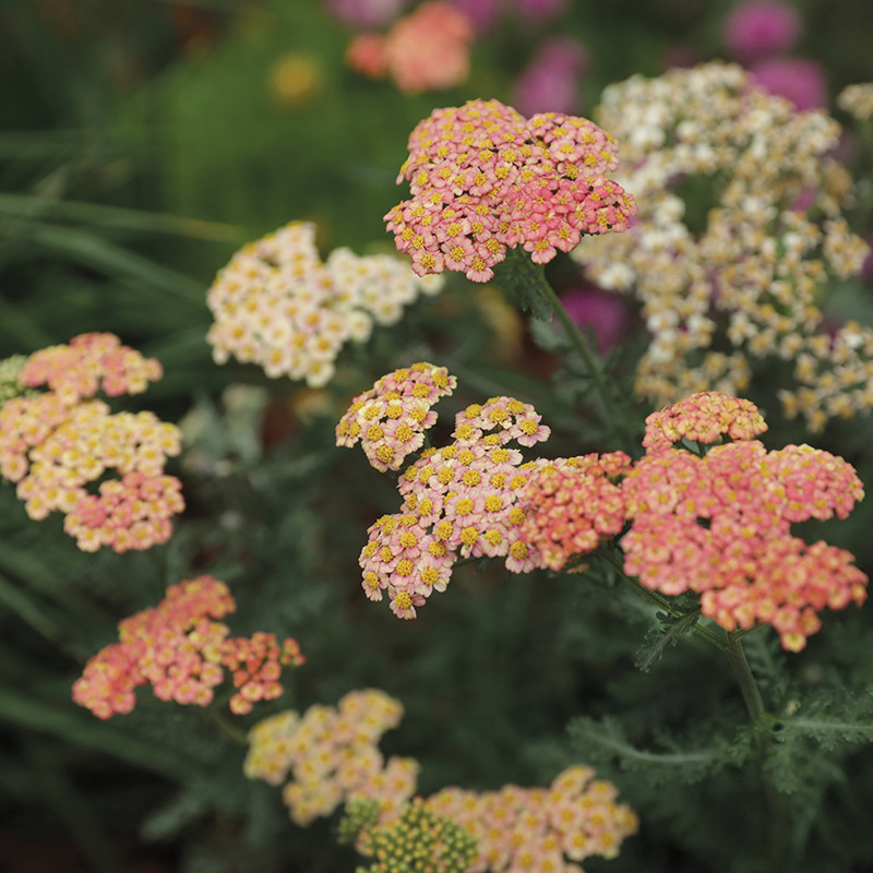 Firefly Peach Sky Yarrow | Plant Addicts