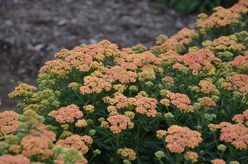Firefly Peach Sky Yarrow | Plant Addicts