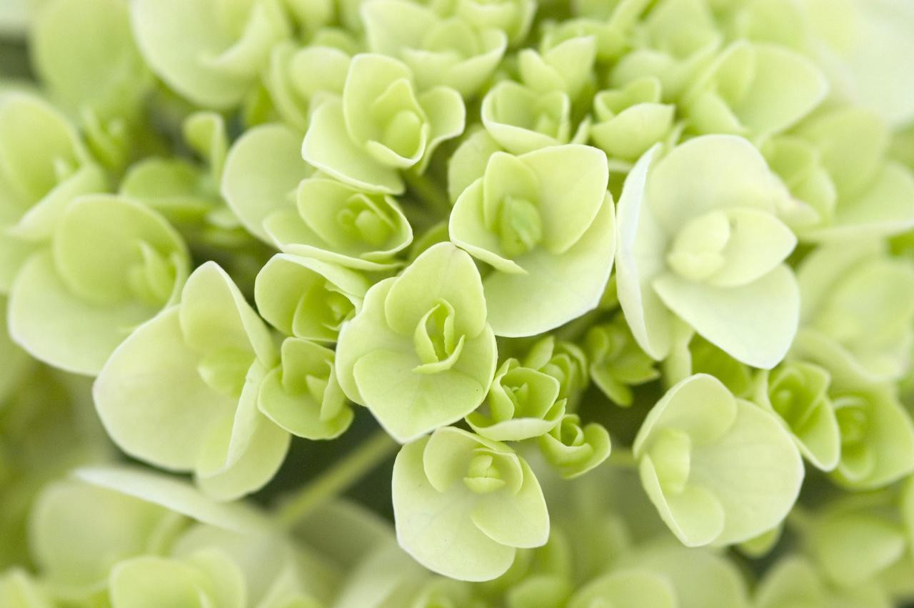 Endless Summer Blushing Bride Hydrangea | PlantAddicts.com