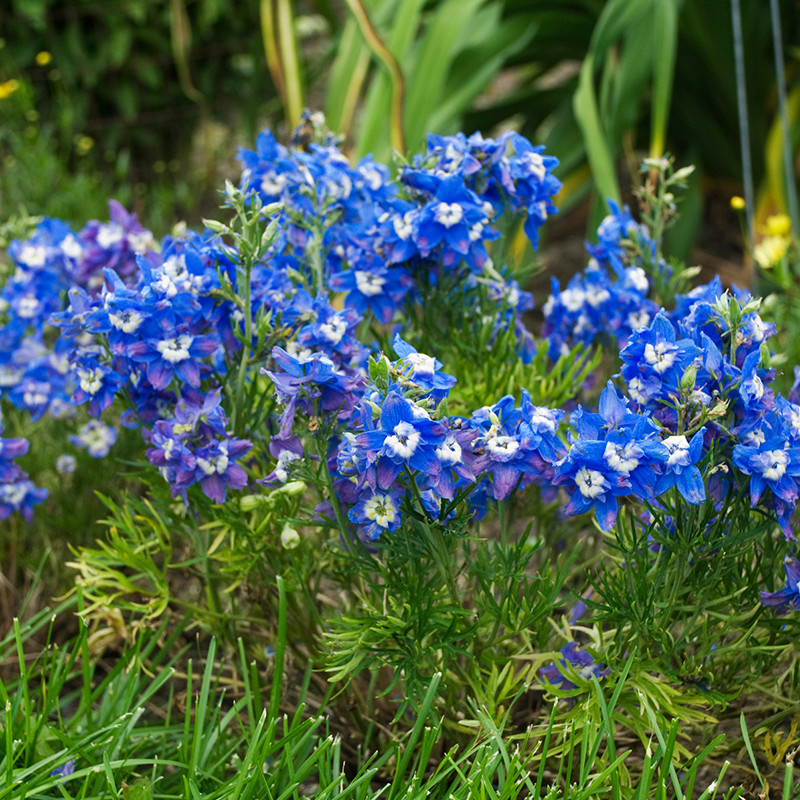 Blue Lace Bee Delphinium | Plant Addicts