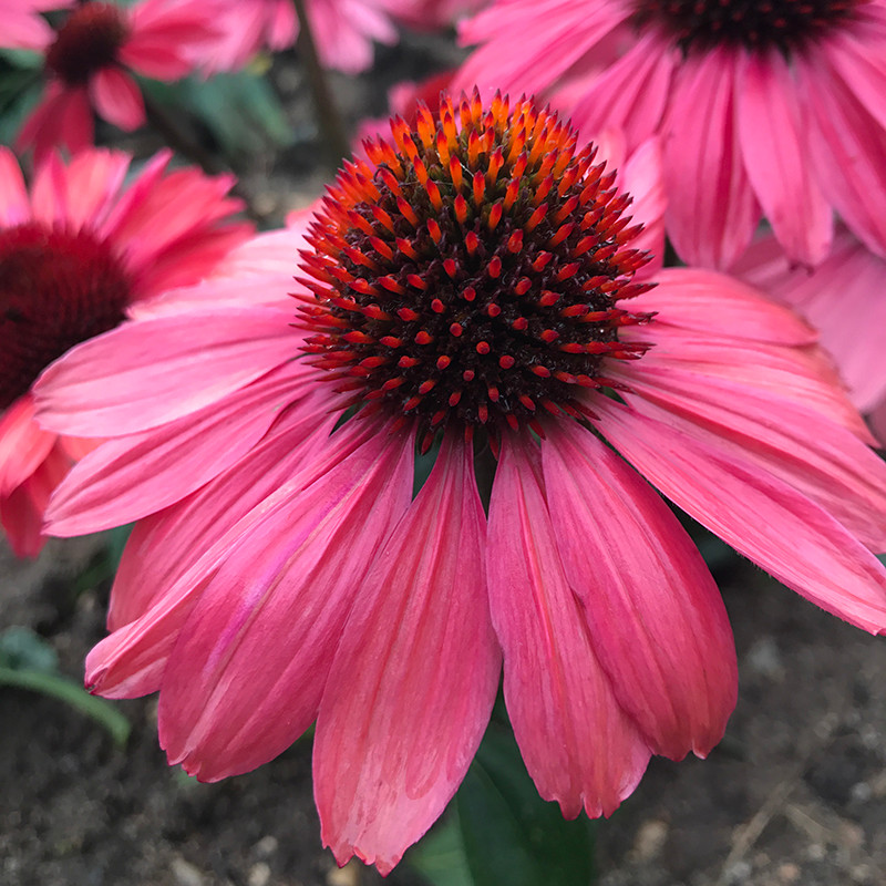 Coneflower Plants | Plant Addicts