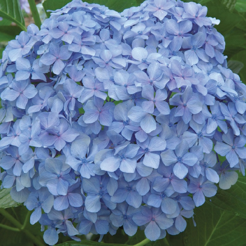 Charm Hydrangea | PlantAddicts.com