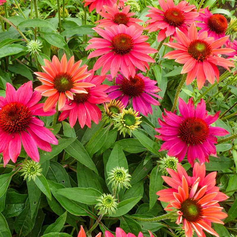Artisan™ Red Ombre Coneflower | Plant Addicts