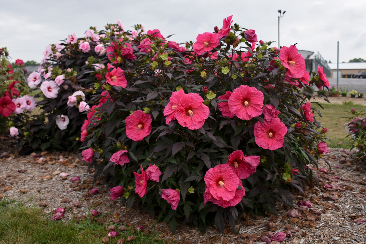 Summerific® Evening Rose Hibiscus | Plant Addicts