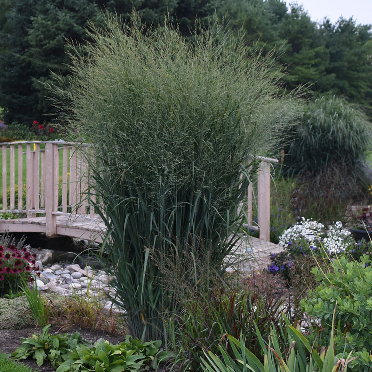 Prairie Winds® Niagara Falls Switch Grass Plant Addicts