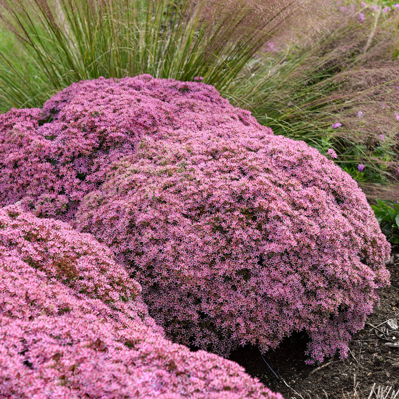 Rock 'N Grow® Popstar Stonecrop Sedum | Plant Addicts