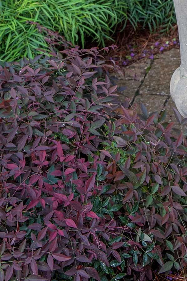 Flirt Nandina | PlantAddicts.com