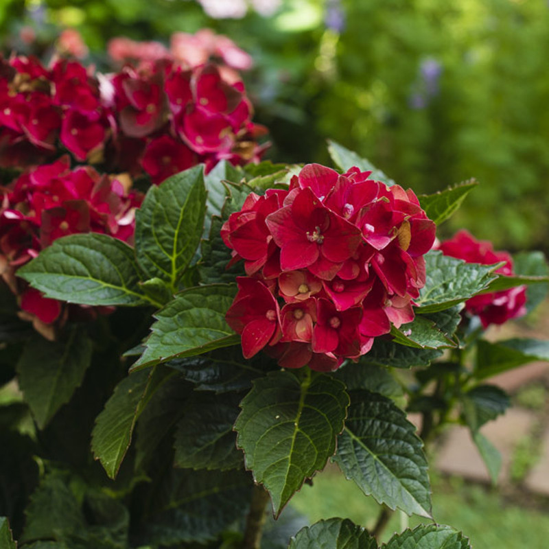 Red Hydrangeas | Plant Addicts