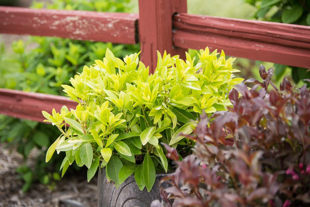 Bananappeal Anise Tree | Plant Addicts