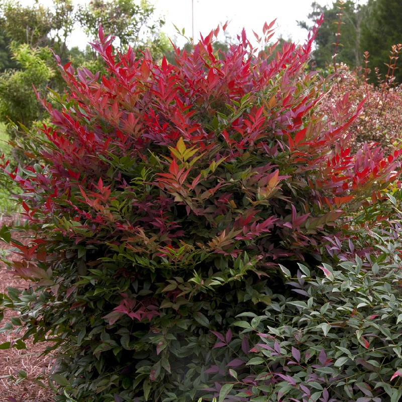 Dwarf Firepower Nandina | PlantAddicts.com