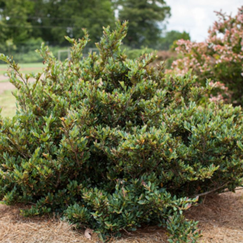 Cast In Bronze® Distylium | PlantAddicts.com