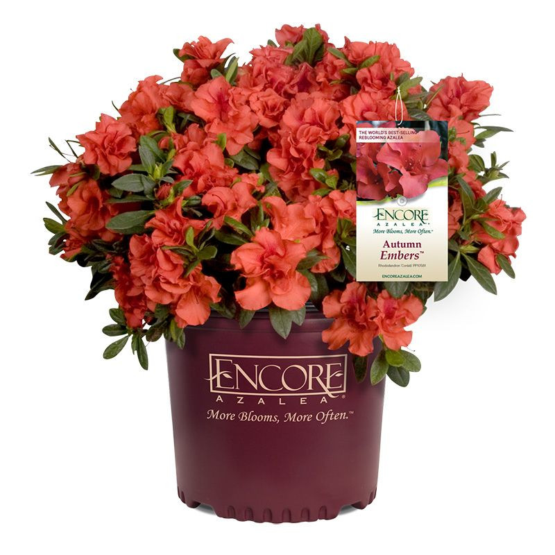Autumn Lily Encore Azalea | PlantAddicts.com