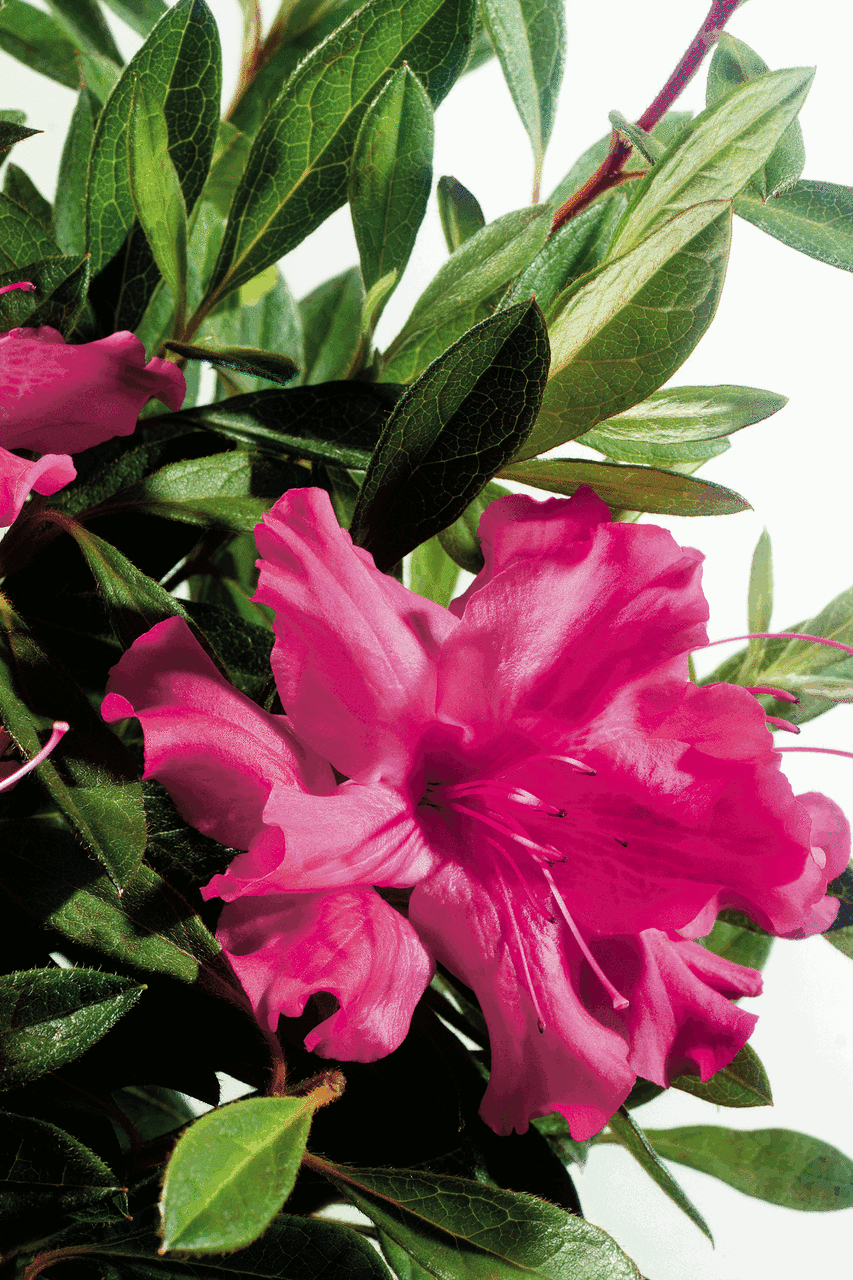 Autumn Sundance Encore Azalea | PlantAddicts.com