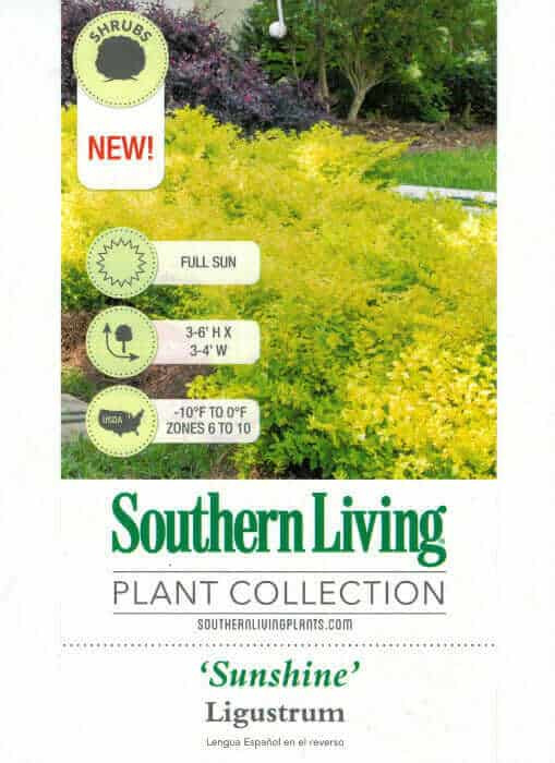 Sunshine Ligustrum | PlantAddicts.com