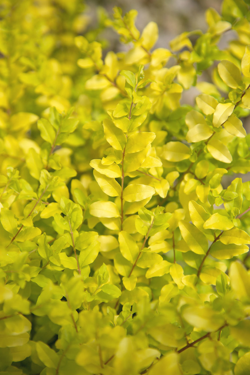Sunshine Ligustrum | PlantAddicts.com